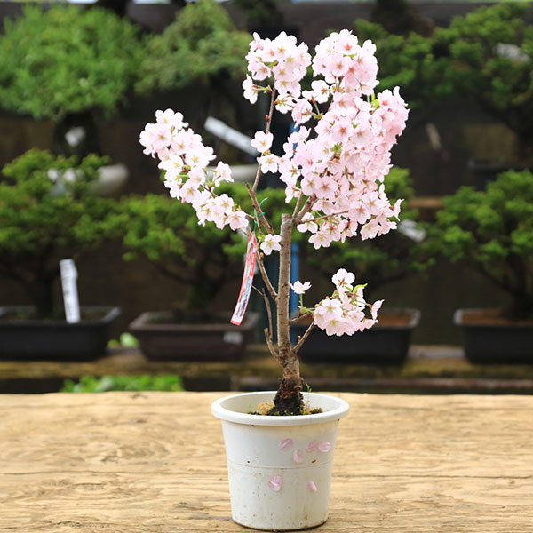 商品情報 樹種：御殿場桜 撮影日：4月 落葉樹。 開花時期：4月 薄桃色に咲き始める一重の花は、気品のある淡く優しい風情があります。 花芽をつけるコツは、春から夏にたくさんの日光・水を与えるとより花芽を形成しやすいです。 特に日光が重要です...