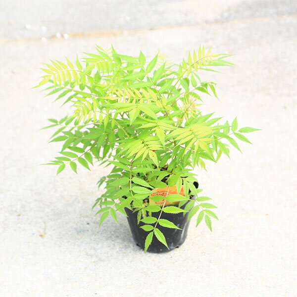 商品説明 寄せ植えにも最適なカラーリーフプランツです。穂咲ナナカマドの矮性園芸品種 羽状複葉の葉で新葉展開時の鮮やかな桃色の葉がとても美しいです。7〜10月頃まで切り戻すと何度でも花が上がります。 科目：バラ科／属名：ホザキナナカマド属 ／...