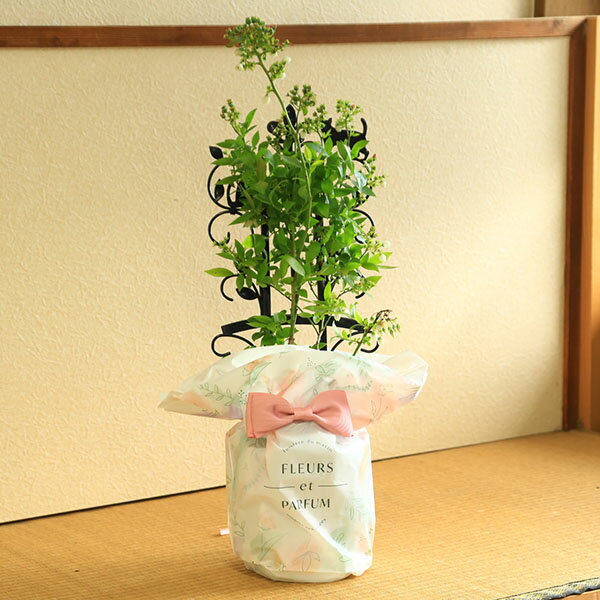 商品説明 科目：ツツジ科／属名：スノキ属／受粉樹：サザンハイブッシュ系／別名：ホワートルベリー／花言葉：好意・信頼 思いやり・親切／耐寒性落葉低木 花時期：4月〜5月、収穫期：6月中旬〜7月中旬／耐寒温度-30℃（環境・生育状況により変わり...