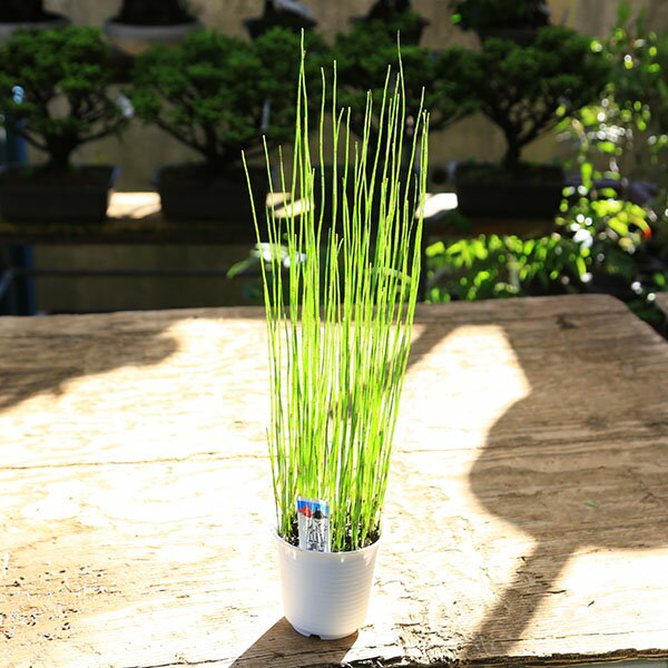 商品情報 樹種：ミズトクサ（水砥草） 撮影日：5月 多年草・水生植物・描水植物 浅めの水中や湿った所でよく育ちます。他のとくさよりも細く繊細なので、涼感はNo．1です。 ＊数量ものの為、写真と若干形状が異なる場合がございます。 ＊成長に伴い...
