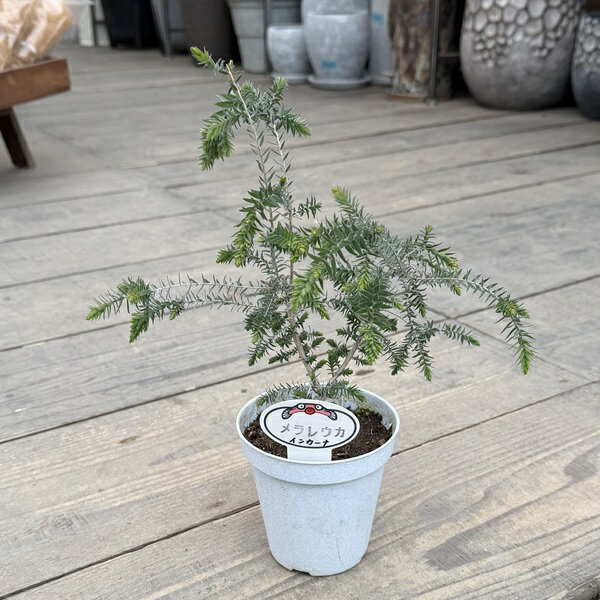 商品説明 科目：フトモモ科／属名：メラレウカ属／常緑低木 撮影：3月 ※植物ですのでお届け時期により開花状況は変わります。 ※写真は見本となります。樹形やボリュームなど個体差があります。 ※鉢の色や形状が変更となる場合があります。 サイズ ...