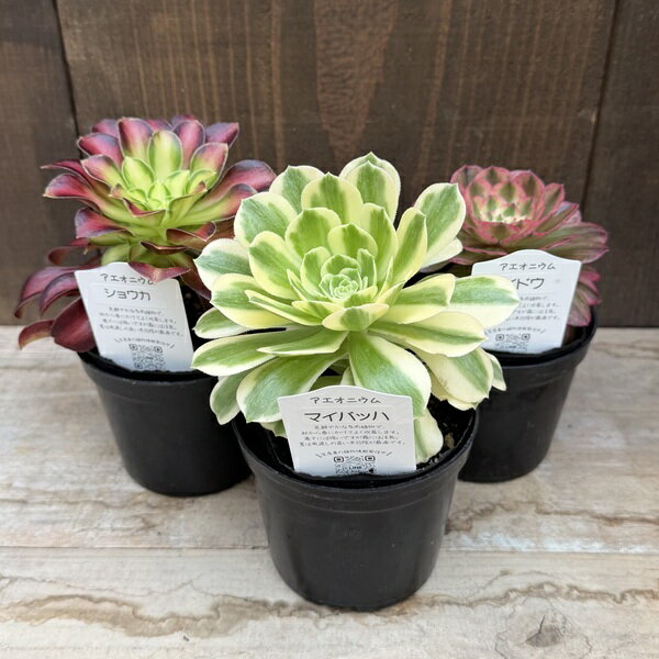 商品説明 科目：ベンケイソウ科　アエオニウム属 　原産地：地中海西部 ※冬に生長し夏は休眠します。 季節によって見た目が変わります。 撮影日：3月 ＊数量ものの為、写真と形状、鉢が異なる場合がございます。 ＊葉の色合いは季節や日当たり等の条...