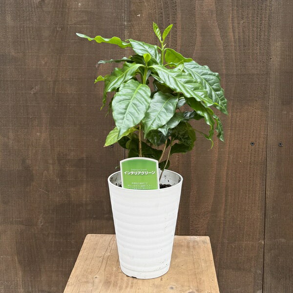 商品説明 科目：アカネ科／属名：コーヒーノキ属／別名：アラビカコーヒー／花言葉：一緒に休みましょう／非耐寒性常緑低木／ 花時期：5月〜6月／草丈：5〜200cm／耐寒温度5℃（環境・生育状況により変わります） 撮影日：3月 ※写真は見本とな...