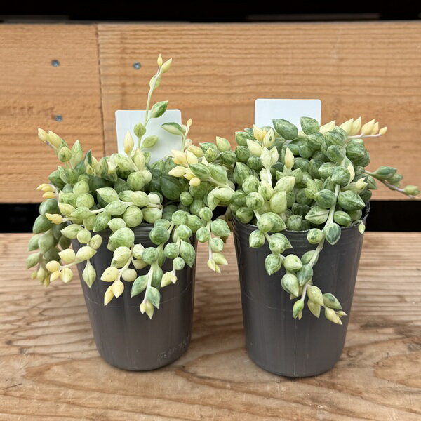 商品説明 キク科　セネキオ属　 撮影：3月 ※写真は見本となります。樹形やボリュームなど多少異なります。 ※植物ですのでお届け時期により状態は変わります。 ※鉢の色や形状が変更となる場合があります。 ※写真の小物など記載以外の物は商品に含ま...