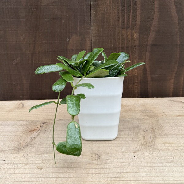 商品説明 科目：カガイモ科／属名：ホヤ属 ／非耐寒性つる性常緑低木／耐寒温度5℃（環境・生育状況により変わります） 撮影：4月 ※写真は見本となります。樹形やボリュームなど多少異なります。 ※植物ですのでお届け時期により状態は変わります。 ...