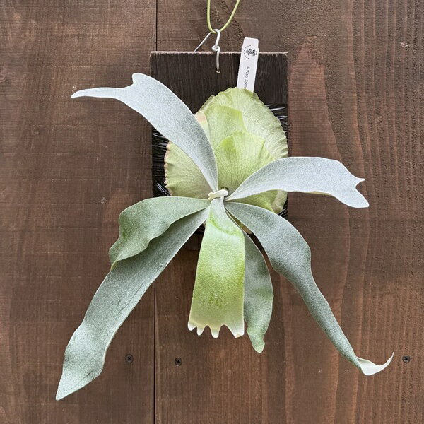 商品説明 白く美しい星状毛（トリコーム）に覆われた葉が特徴の、ベイチー系の人気交配品種です。 ウラボシ科コウモリラン属／耐寒温度約5℃（環境・生育状況により変わります） 撮影：3月 ※写真の現品をお届けします。 ※植物ですのでお届け時期によ...