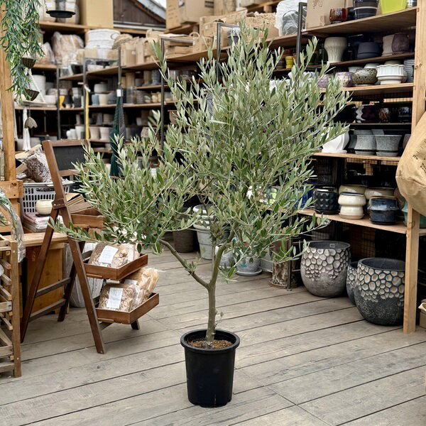 商品説明 樹形が直立型で、簡単に整えやすくコンテナや鉢植えでも綺麗に育ちます。 樹種：オリーブ（ミッション） 撮影日：2026.03.16 ※大型便配送の為、北海道、沖縄への配送はできません。 ※植物ですのでお届け時期により状態は変わります...