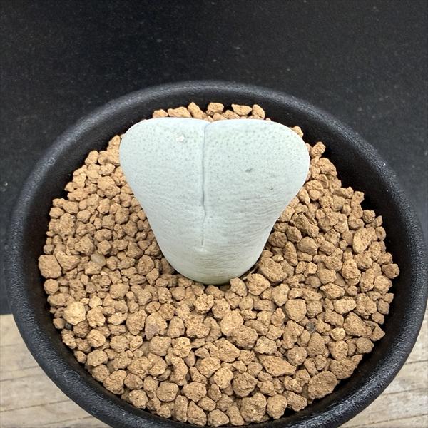 商品説明 ケイリドプシス　神風玉は、南アフリカ原産で、白っぽい肉厚の多肉植物です。真ん中から割れて葉が展開します。 科目：ハマミズナ科　ケイリドプシス属　原産： 南アフリカ 撮影日：2026年3月19日 *数量ものの為、写真と若干形状が異な...