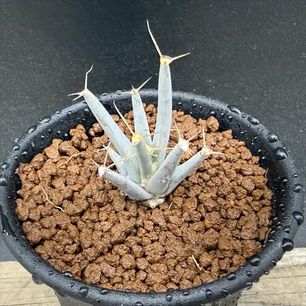 商品説明 晃山は、サボテンですが、アガベやアロエといった多肉植物のような見た目で、 肉厚な長い葉の先から白く細いとげが生えます。 実生の元気な株で、成長が楽しみです。 科目：サボテン科 　レウクテンベルギア属　　原産地：メキシコ チワワ州、...