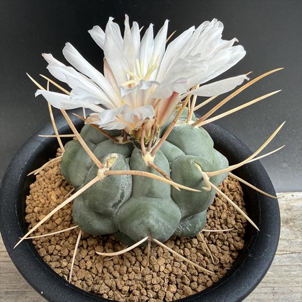 商品説明 とげがりりしい天晃は、昔からファンの多いサボテンです。 白〜ピンクっぽいお花が咲きます。 科目：サボテン科 　テロカクタス属　原産地：メキシコ 撮影：2026年3月31日 ※数量物の為、若干樹形が異なる場合がございます。 サイズ ...