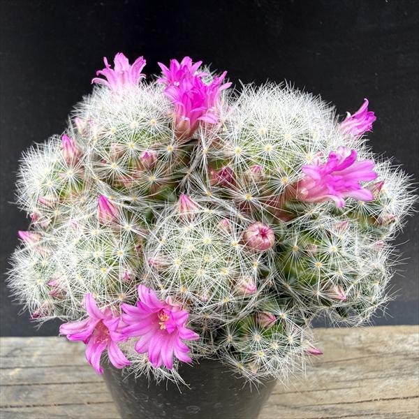 商品説明 ほわほわ綿毛がかわいい、マミラリアの仲間です。 お花はピンクです。　 科目：サボテン科 　マミラリア属　　原産地：メキシコ 撮影：2026年3月27日 *数量ものの為、写真と若干形状が異なる場合がございます。 *お花・つぼみがない...