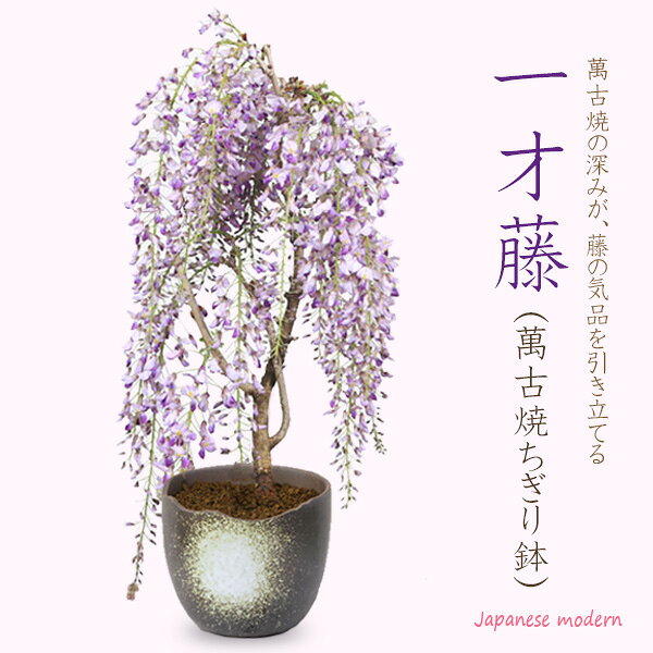 ギフト対応 小さめサイズはコチラ！　豪華な寄せ植えはコチラ！ 初心者用盆栽デビューセット 商品情報 樹種：一才藤 (イッサイフジ) 撮影：　4月 【楽ギフ_のし】【楽ギフ_のし宛書】 【楽ギフ_メッセ】【楽ギフ_メッセ入力】落葉樹。4月ごろ...