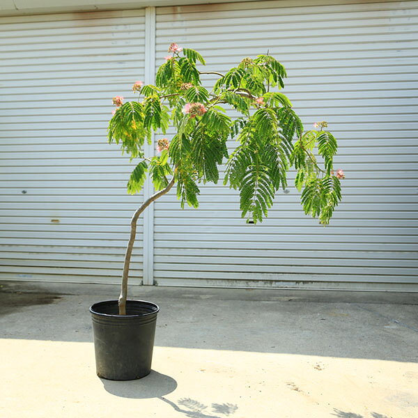 商品説明くねくねと枝垂れる枝に趣があるネムの木花は桃花で6-8月ごろに開花します。撮影：6月＊写真の現品限りとなります。＊お花が必ずあるとは限りません。季節により状態は異なります。＊北海道・沖縄県・離島への配達はできません。　サイズ鉢径：約...
