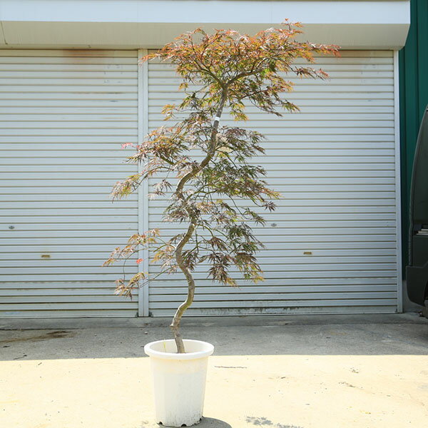 商品説明 芽出しと秋の紅葉が赤い枝垂れ紅葉独特な葉形で夏には緑色になりますが、秋にはまた美しい赤色に紅葉します。 撮影：6月 ＊写真の現品商品のお届けとなります。 ＊ポットの材質やサイズなどは変更となる場合もございます。 　 サイズ 鉢径：...