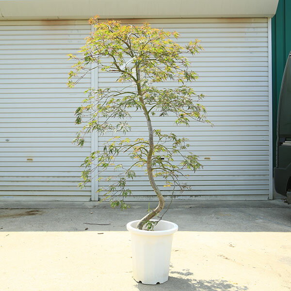 商品説明 芽出しと秋の紅葉が赤い枝垂れ紅葉独特な葉形で夏には緑色になりますが、秋にはまた美しい赤色に紅葉します。 撮影：6月 ＊写真の現品商品のお届けとなります。 ＊ポットの材質やサイズなどは変更となる場合もございます。 　 サイズ 鉢径：...