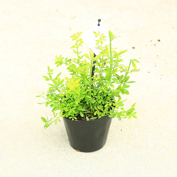 商品説明 常緑低木樹。 春3月~4月に黄梅に似た、無数の黄色い一重のお花が株全体を覆います。 オーレア品種は新葉が黄色くなり、花期以外でもカラーリーフとして楽しめます。 撮影：6月 ＊数量物商品となりますので、若干枝振りなどは異なります。 ...