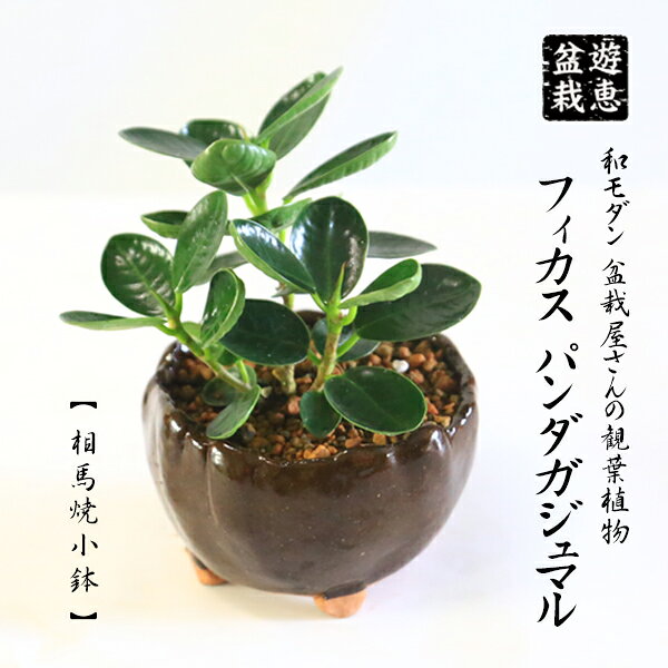 飾・地板：アジイーマット丸S*22cm 商品説明 パンダガジュマルは丸く肉厚な葉を持ち、成長が遅いため樹形が崩れにくいのが特徴です。 科目：クワ科／属名：フィカス属（イチジク属）／非耐寒性常緑性高木／耐寒温度0℃（環境・生育状況により変わり...