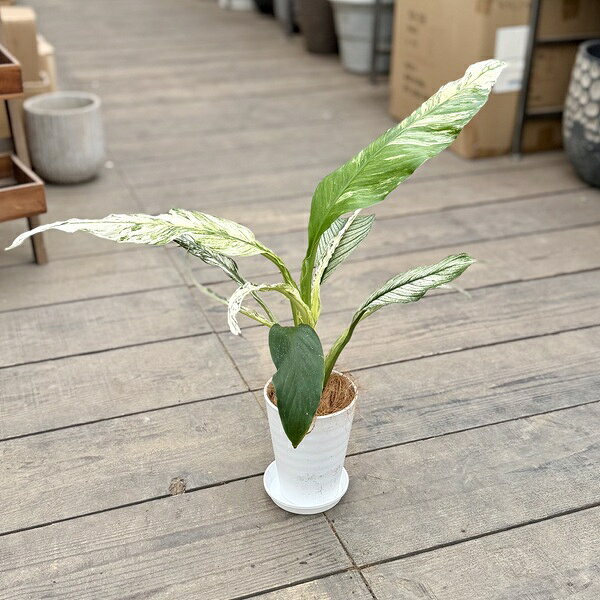 商品説明 大きく美しい白斑入り葉が目を引くスパティフィラムです。花はあまり咲かない品種です。 科目：サトイモ科／学名：Spathiphyllum／原産国：熱帯アメリカまたは東南アジア／非耐寒性常緑多年草／耐寒温度：10℃／（環境・生育状況に...