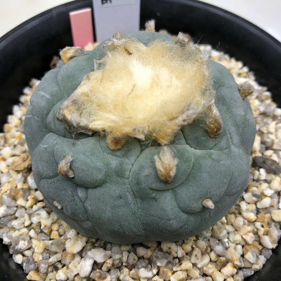 商品説明 青白く粉を吹いたようなもちもちしたお饅頭からピンクのお花を咲かせる銀冠玉。 銀冠はロフォフォラの中でも人気です。 科目：ロフォフォラ属 　原産地：アメリカ合衆国南西部〜メキシコ中部 撮影：2022年1月4日 ＊写真の現品をお届けし...