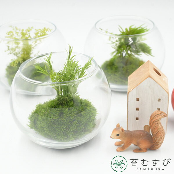 【2026.3】苔は約4億年前、人類が誕生するはるか昔に 最初に陸にあがった植物の1つと言われています。 日本では古くから「わび・さび」の概念と共に 庭園に用いられるなどして愛でられてきました。 国歌にも登場する「苔」は悠久の時の流れの象徴...