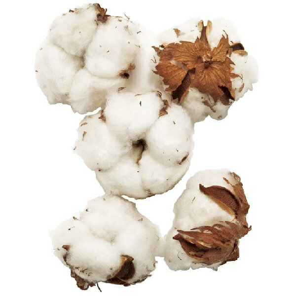 プリザーブドフラワー 『ワタの実 ワタ入り N 22320-000』 ナチュラルなアレンジメントに 天然のコットンがついた、かわいらしい実です。 ボリュームのある実なのでアレンジのアクセントに最適です。 コットンをはずして綿の実でも使えます...